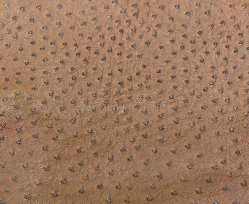 Genuine Leather Textured of Ostrich Skin Stock Image - Image of bumpy ...