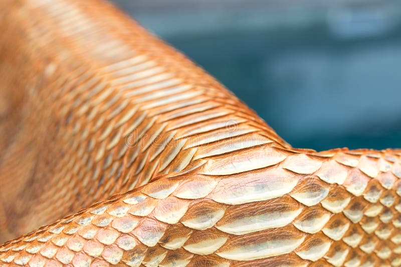 Genuine Python Snakeskin Leather, Snake Skin, Texture Background ...