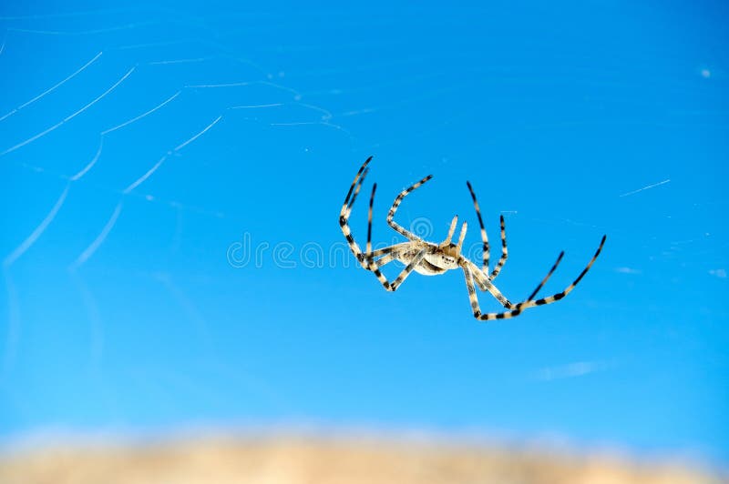 Argiope spider. stock photo. Image of arachnid, nature - 102687520