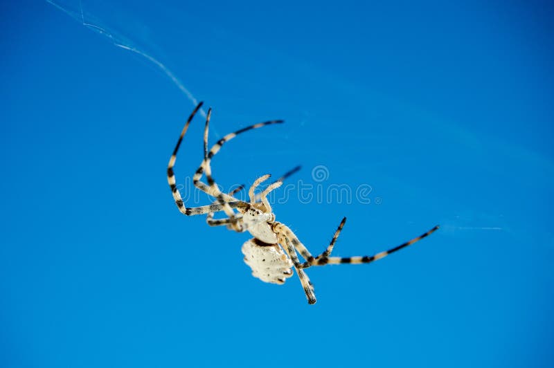 Argiope spider. stock image. Image of yellow, danger - 102687389