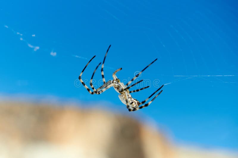 Argiope spider. stock image. Image of background, cobweb - 102687623