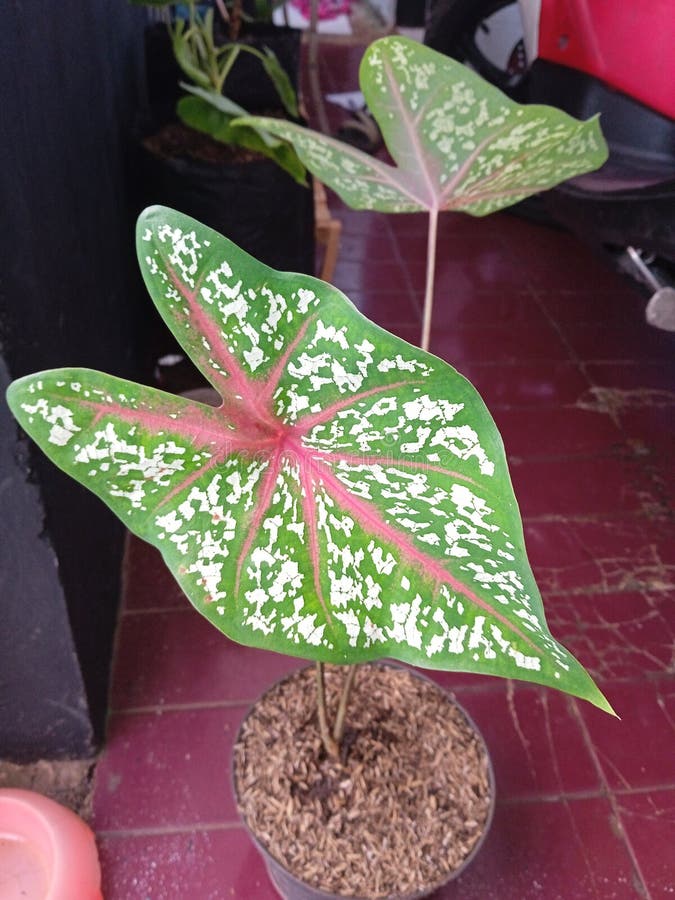 Genus Caladium, Keladi, Araceae, Plant , Red Caladium Stock Image ...