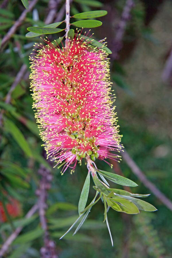 Genus Callistemon stock photo. Image of stem, callistemon - 6796298