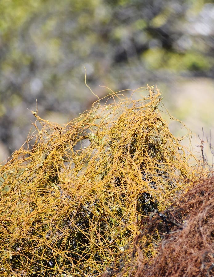 Genus Cuscuta, Dodder Parasitic Plant Stock Photo - Image of parasite ...