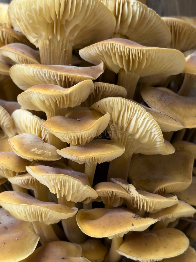 Genus of Fungi that Can Grow on Walnut Tree Roots Stock Image - Image ...