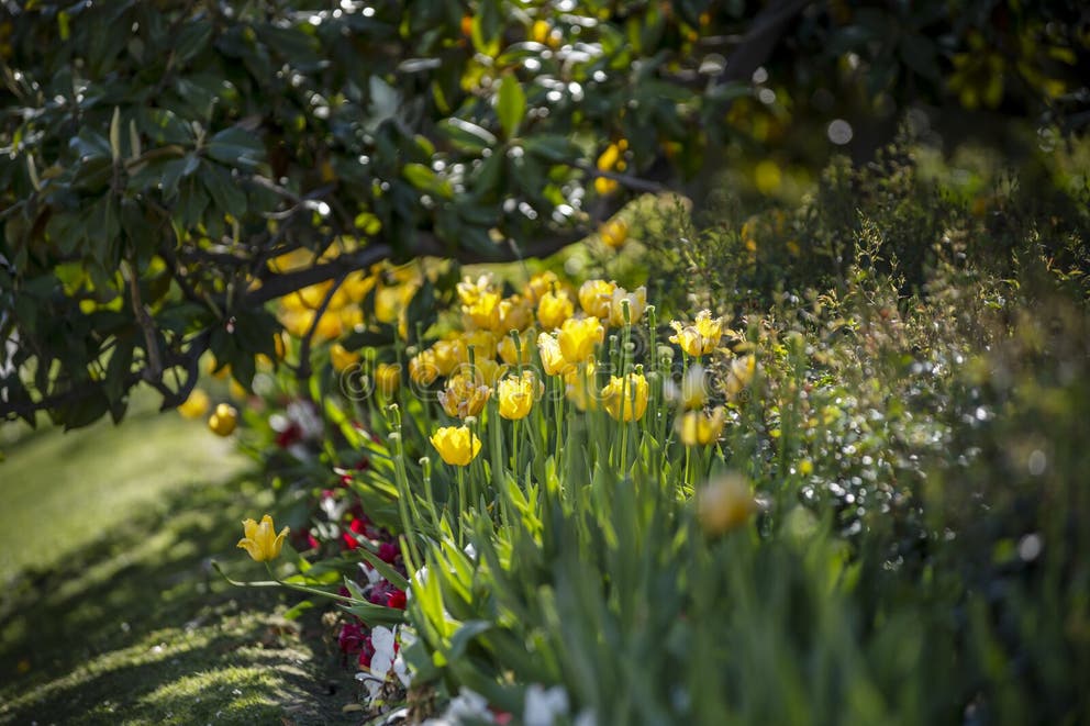 The Genus Tulipa Has Been Subdivided into Two Subgenera Based on ...