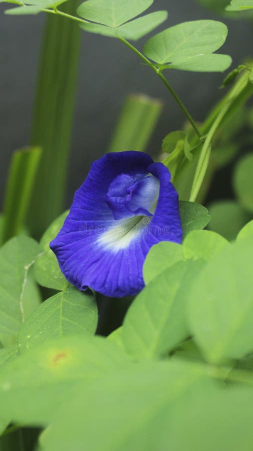 The Blue Clitoria Flower is Blooming in the Middle of the Garden Stock ...