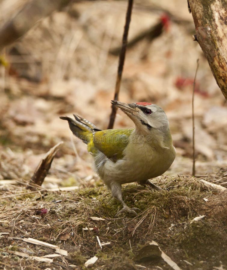 Genys stock photo. Image of ducks, beak, feather, brown - 103790804