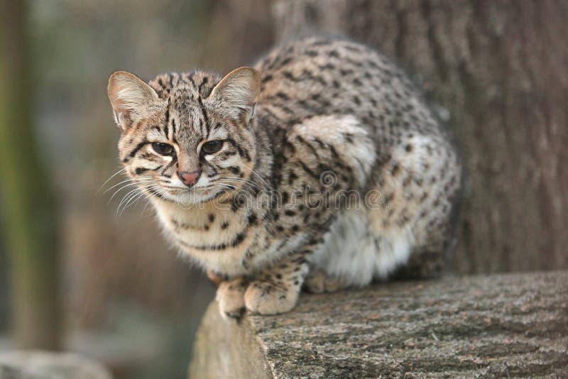 Geoffroy s Cat stock photo. Image of geoffroy, snarls - 10305902