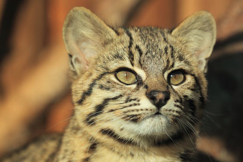 Geoffroy S Cat (Leopardus Geoffroyi). Stock Image - Image of cats ...
