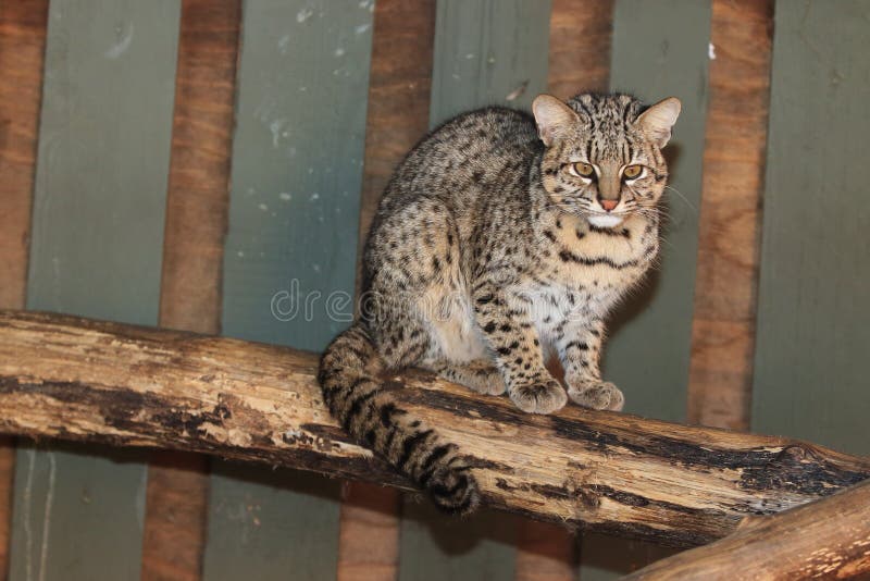 Geoffroy s Cat stock photo. Image of geoffroy, snarls - 10305902