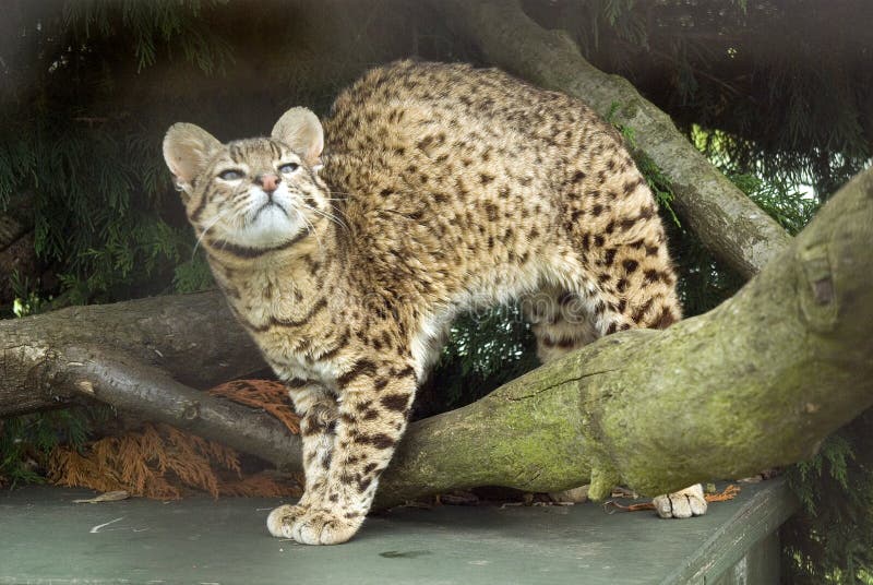 Geoffroy s Cat stock photo. Image of geoffroy, snarls - 10305902
