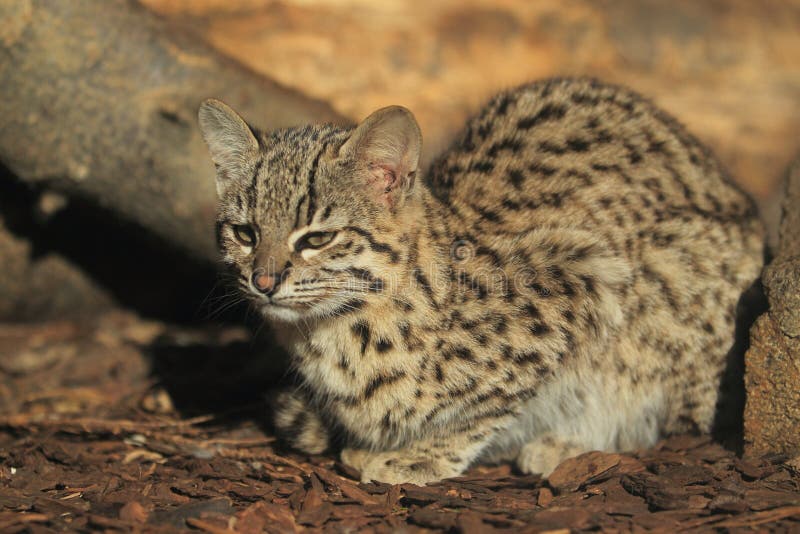 Geoffroy S Cat (Leopardus Geoffroyi). Stock Image - Image of cats ...