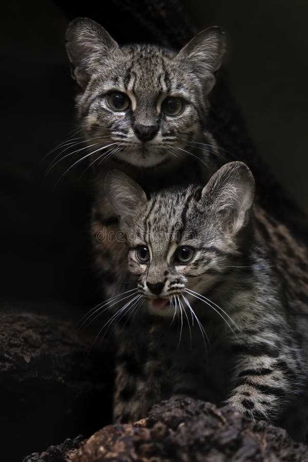 Geoffroy's Cat (Leopardus Geoffroyi). Stock Image - Image of oncifelis ...