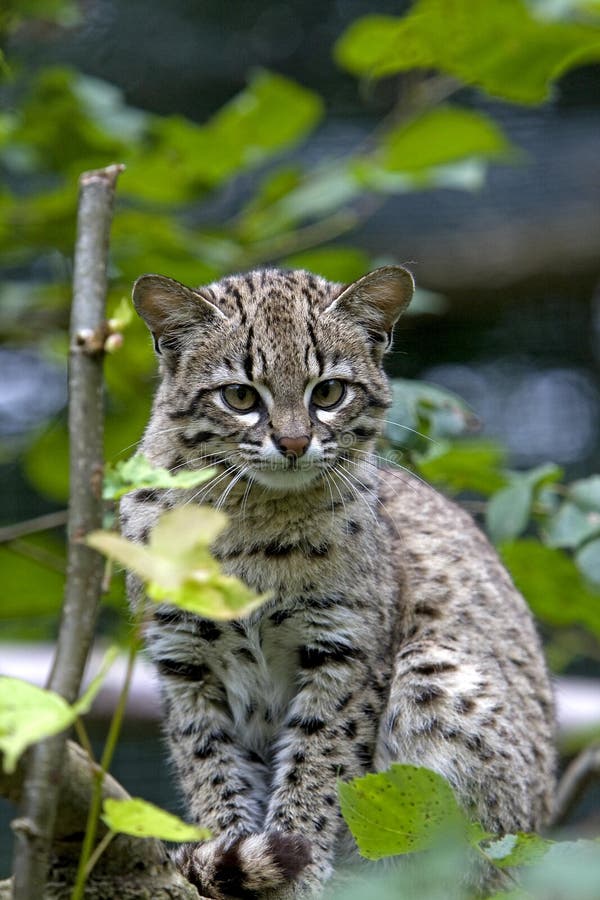 Geoffroy s Cat stock photo. Image of geoffroy, snarls - 10305902