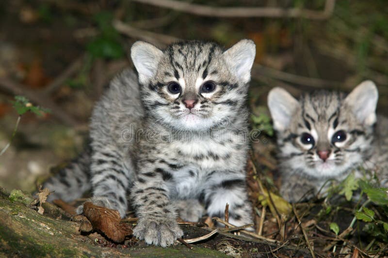 Geoffroy`s Cat, Oncifelis Geoffroyi, Kittens Stock Image - Image of ...