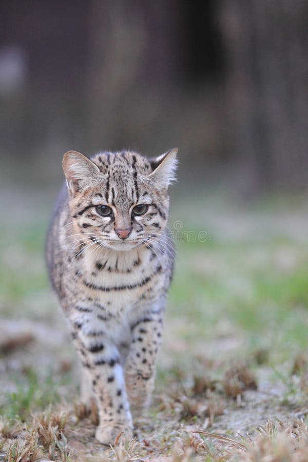 Geoffroy S Cat (Leopardus Geoffroyi). Stock Image - Image of cats ...