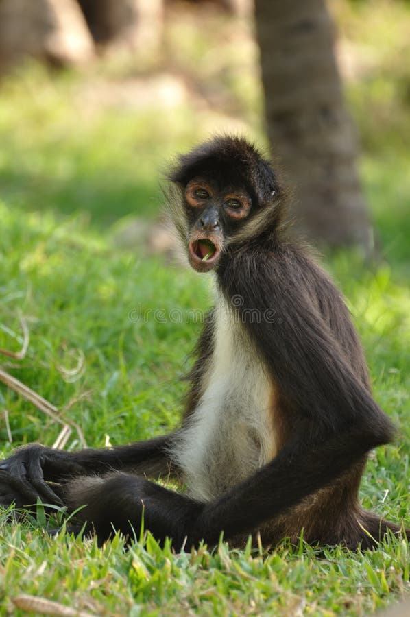 Geoffroy S Spider Monkey (Ateles Geoffroyi) Eating Stock Image - Image ...