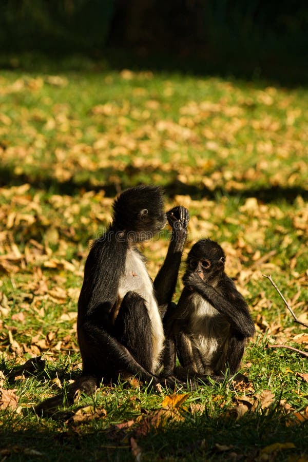 Spider Monkey Hug Stock Photos - Free & Royalty-Free Stock Photos from ...