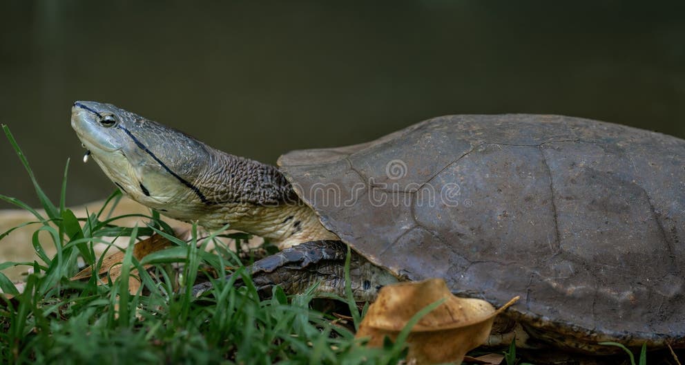 258 Toadhead Stock Photos - Free & Royalty-Free Stock Photos from ...