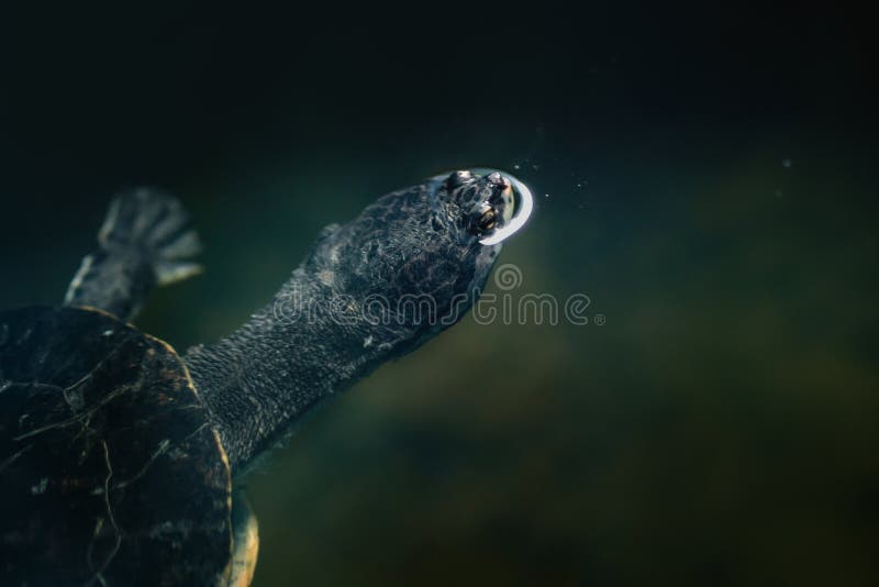 Geoffroys Toadhead Turtle Swimming Stock Photo - Image of shell ...