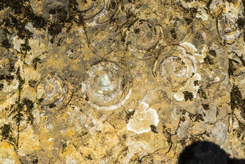Geologic Rocks Texture with Snail Shell Stock Photo - Image of amazing ...