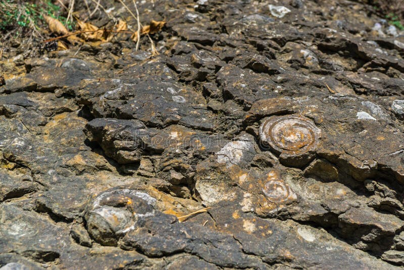 Geologic Rocks Texture with Snail Shell Stock Photo - Image of beauty ...