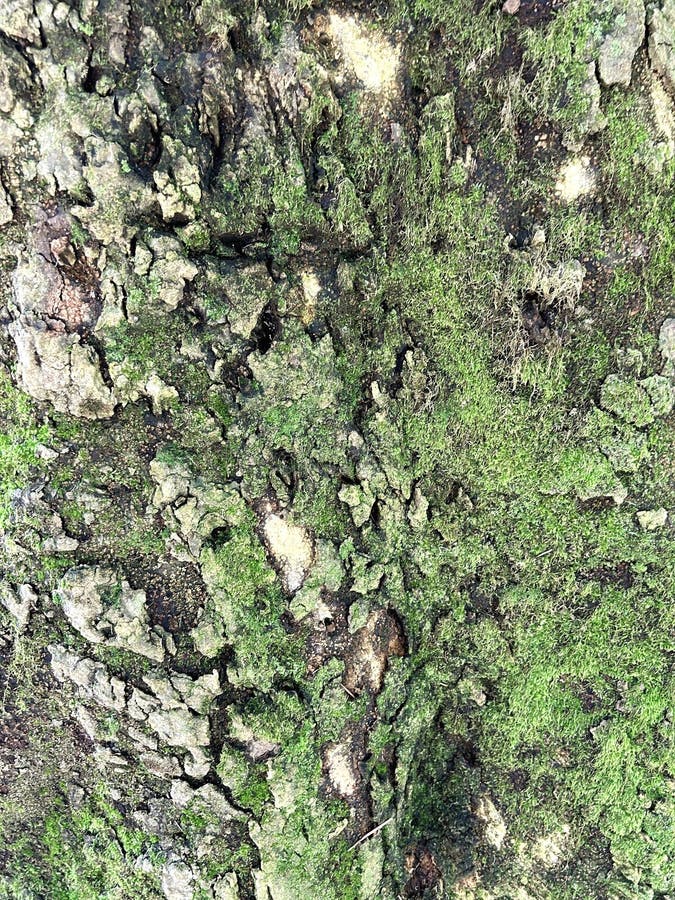 Geological Mossy Structures. Vertical Composition Stock Image - Image ...