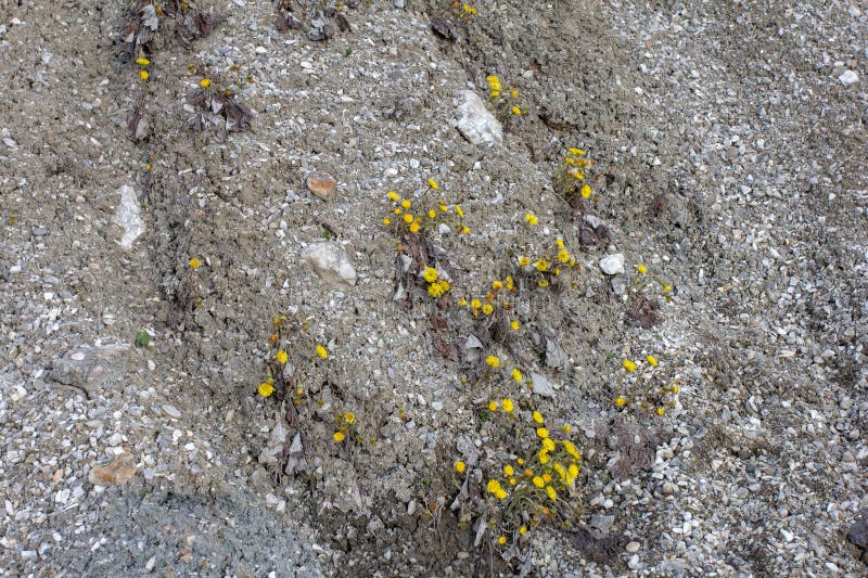 The Geological Structure of a Section of Rocky Soil in a Mining Quarry ...