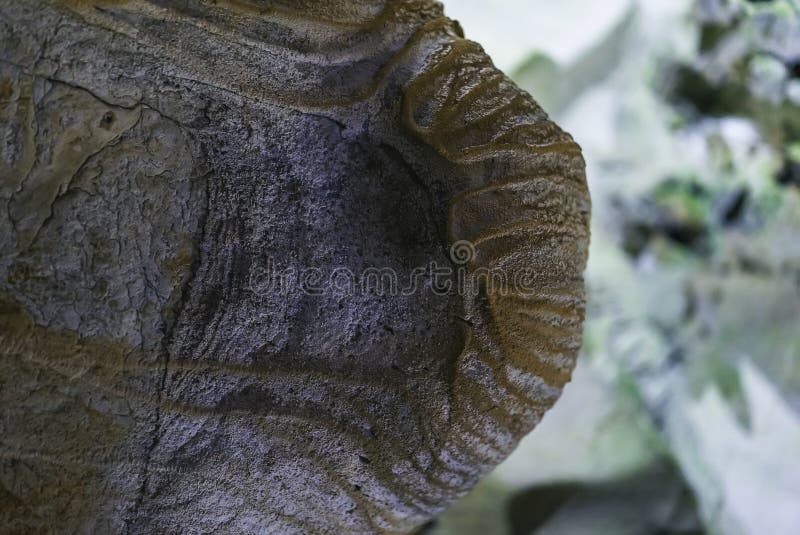 Geological Structures and Formations of Limestone in Cave of Skulls ...