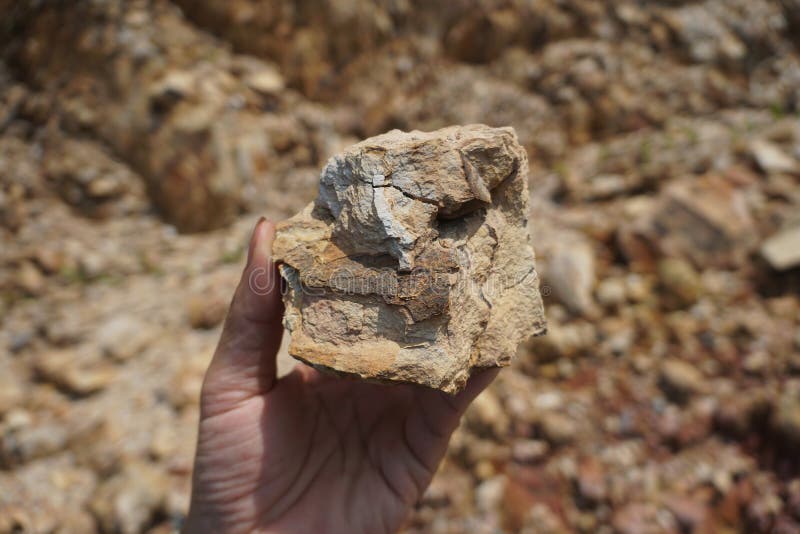 Raw Specimen of Shale Sedimentary Rock in Hand. Stock Photo - Image of ...