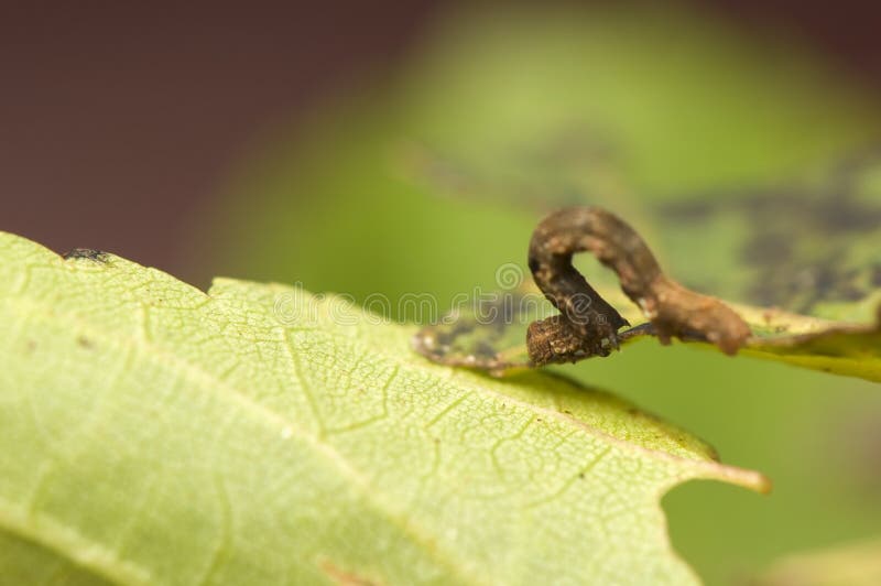 Geometer stock photo. Image of nature, larva, close, pest - 20809948