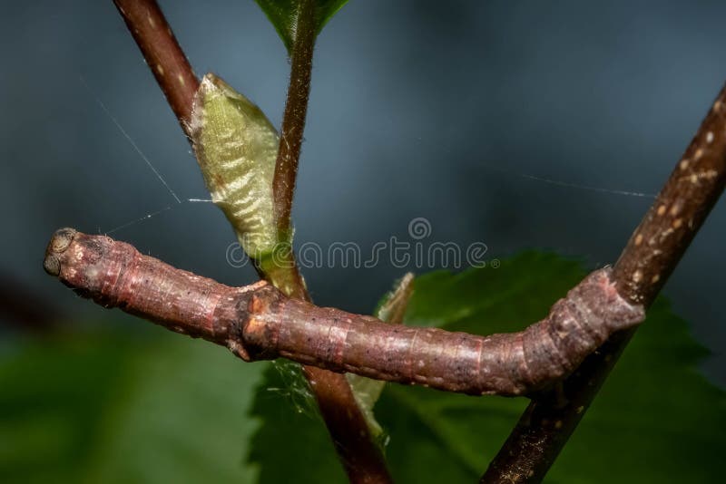 A Geometer Moth Caterpillar Poses As a Twig. Stock Photo - Image of ...