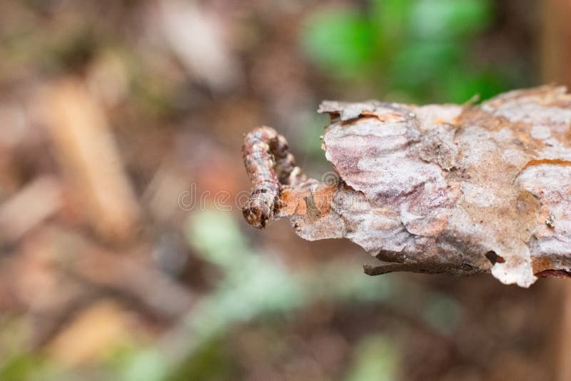Geometer Moth Caterpillar on Small Branch. Mimicry of Insects. Stock ...