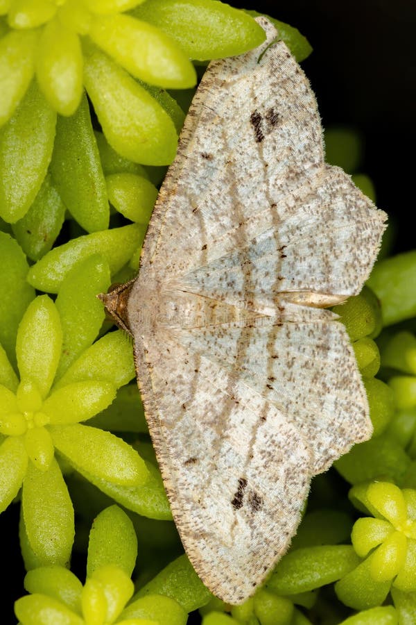Geometer Moth stock photo. Image of color, insect, creature - 196057234
