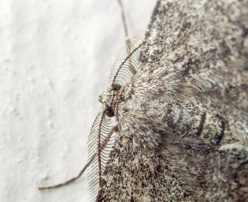 Geometer Moth Isolated on White Stock Image - Image of white, animal ...