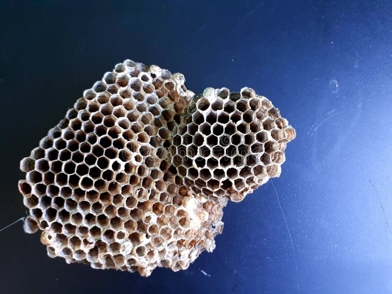 Geometric Figures in Wasp Nest Stock Photo - Image of pattern, nest ...