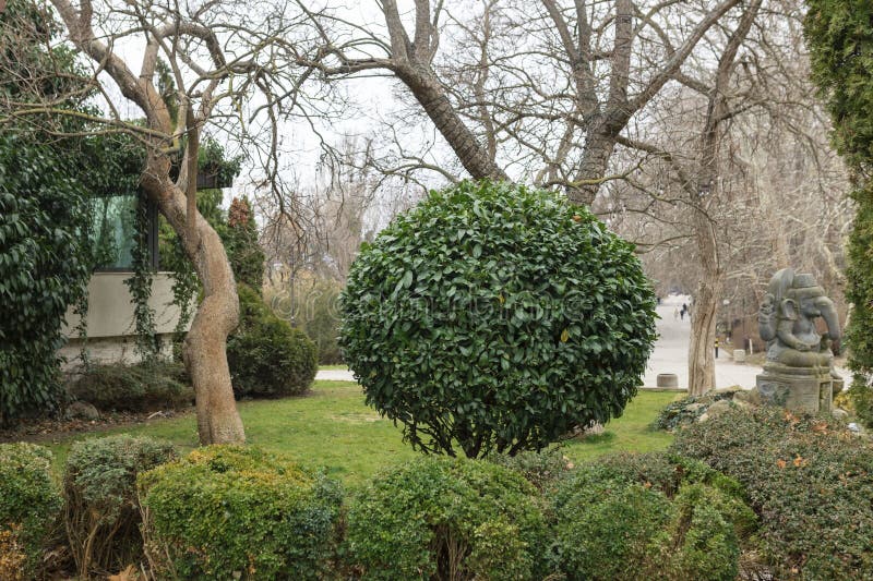Geometric Landscaping Shrub, Chewing Hedge Stock Image - Image of ...
