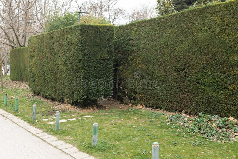 Geometric Landscaping Shrub, Chewing Hedge Stock Photo - Image of ...