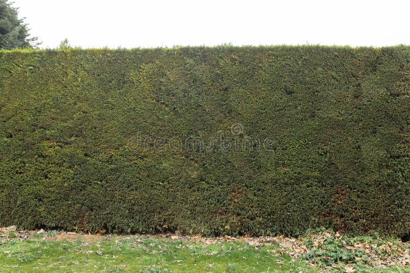 Geometric Landscaping Shrub, Chewing Hedge Stock Image - Image of ...