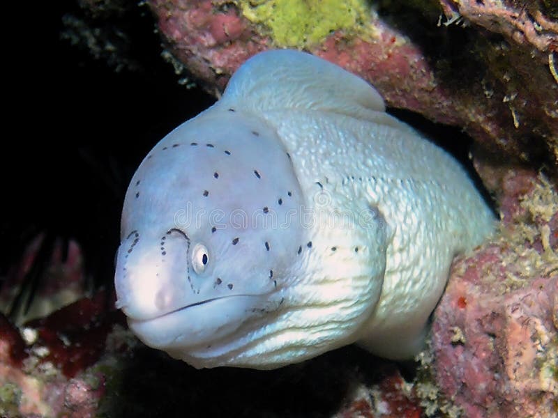 A Geometric Moray Eel Gymnothorax Griseus in the Red Sea Stock Image ...