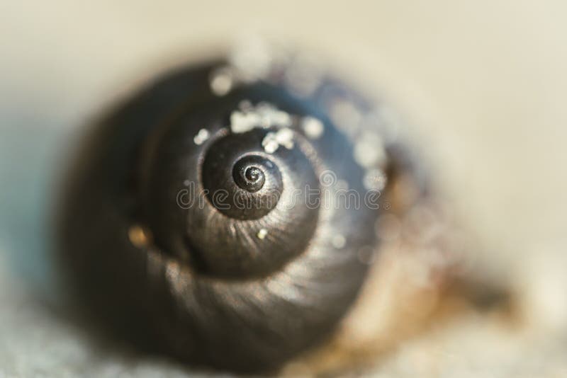 Geometric Pattern of a Shell Stock Image - Image of helix, line: 125045549