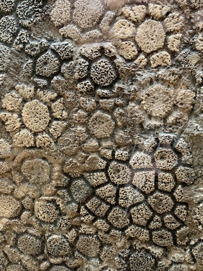 Geometric Patterns on the Shell of a Prehistoric Turtle, Copy Space ...