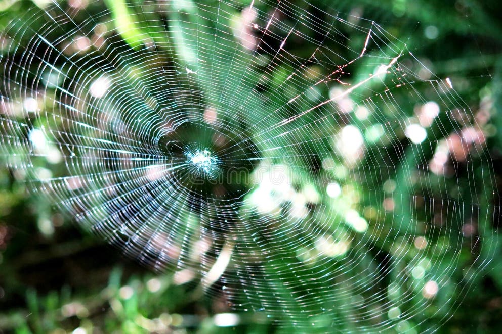 Geometric Spider Web in the Forest Stock Photo - Image of gemetric ...