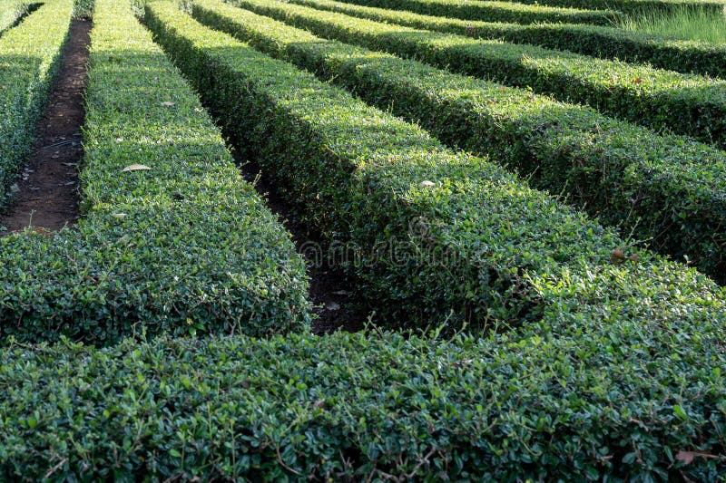 Geometric Symmetry Dwarf Tree Box Maze Hedge Pattern Garden Stock Image ...
