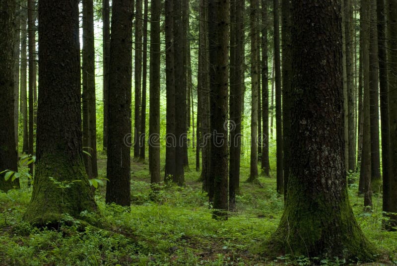 Geometric trees stock image. Image of trees, pine, trunk - 6065987