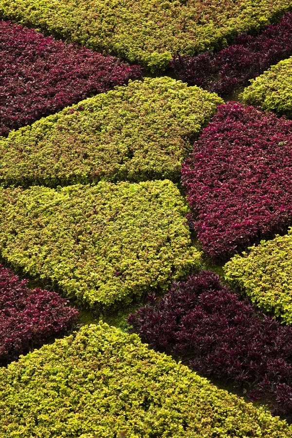 Geometrical plants shape stock image. Image of beautiful - 176457519