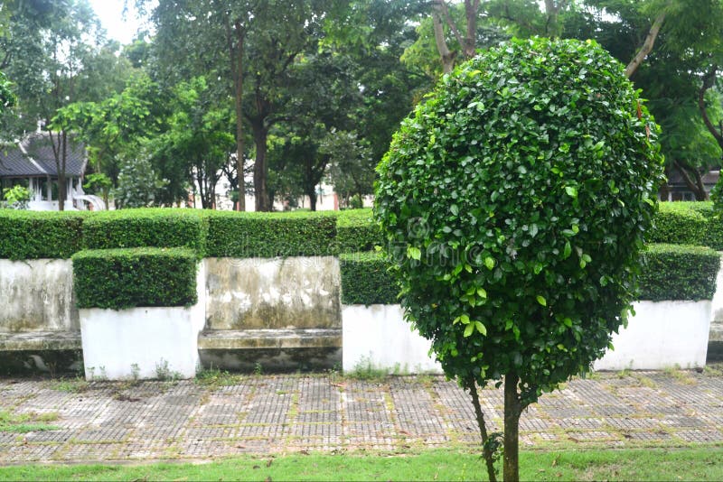 Geometrics Shape Cut Bush Tree Stock Photo - Image of garden, fence ...