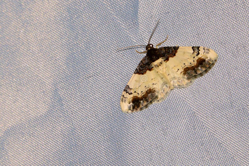 Geometrid moth stock image. Image of geometridae, lepidoptera - 249596855