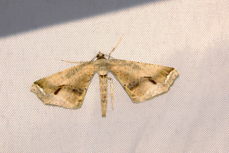 Geometrid moth stock image. Image of moth, stripe, wild - 249055985